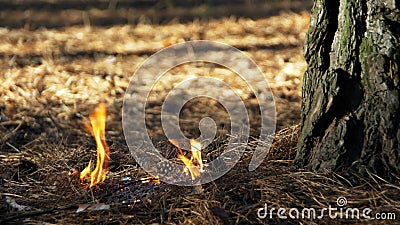 Fire in a Pine Forest stock video. Video of nature, burn - 82227437