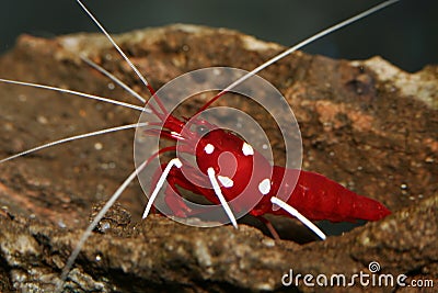 Fire Red Shrimp Nemo Royalty Free Stock Photo - Image: 1939275