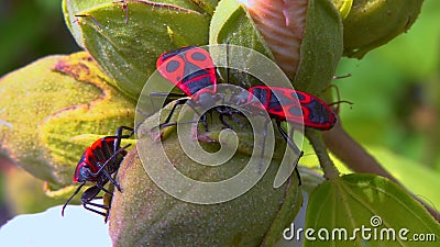 The Firebug Pyrrhocoris Apterus, Insects Suck Juices from Mallow Fruit ...