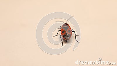 Firebug on a White Background. Red and Black Striped Stink Bug Isolated ...