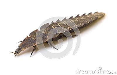 Firefly Larva Stock Photos - Image: 13151013