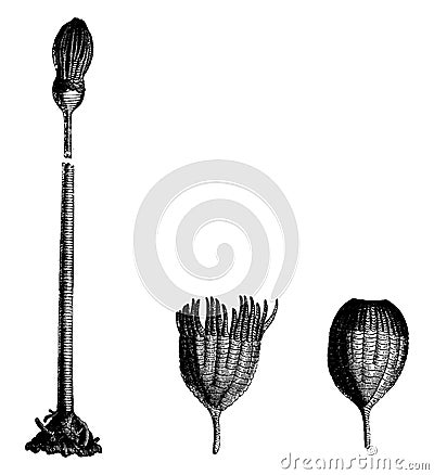 The First Animals Echinoderms, Crinoids, Vintage Engraving Cartoon ...