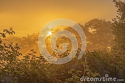 First Golden Light Filters In A Sunburst Through The Trees Stock Photo ...