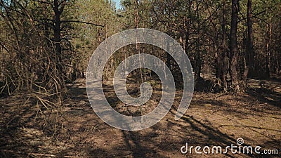 First-person View for a Walk through a Forest Stock Footage - Video of ...