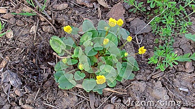 The First Yellow Spring Flowers Grow on the Ground. Spring Flowers in ...