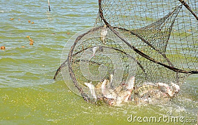 Fischernetz Mit Fischen Stockbild - Bild: 20834761