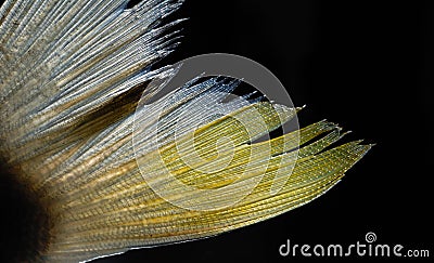 Fischflosse Stockbilder - Bild: 15511954