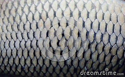 Fischschuppe Stockfoto - Bild: 40715032