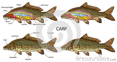 Basic Carp Fish Anatomy Vector Illustration | CartoonDealer.com #149365310
