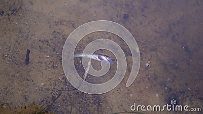 Fish Belly Up. Close Up. Dead Pike Fish on the Surface of the Water ...