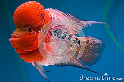 Fish With Big Head Stock Photo - Image: 51389897