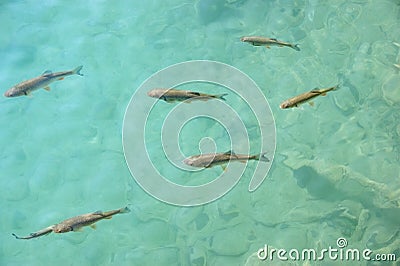 Fish In Clear Water Royalty Free Stock Photos - Image: 16422778