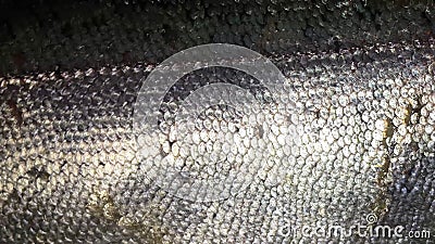 Fish Closeup with a Gray or Grey and Silver Shiny Skin Scales Stock ...