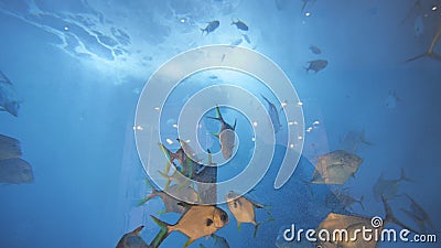 Fish Eat Food in a Large Aquarium. Stock Footage - Video of dive, atoll ...