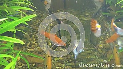 Fish Eat Worms Home Aquarium Stock Footage & Videos - 6 Stock Videos