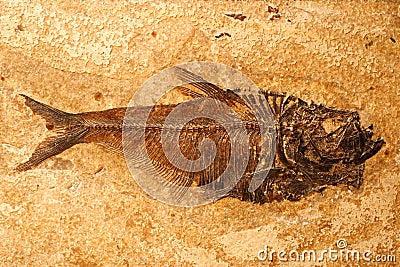 Ancient Mesozoic Age Fossil Fish in the Rock Stock Photo - Image of ...