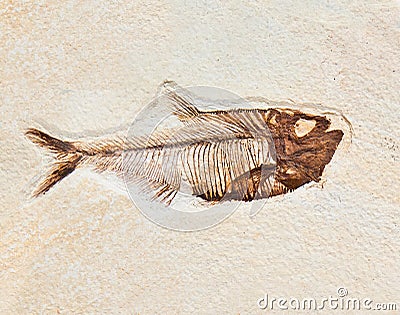 Ancient Mesozoic Age Fossil Fish in the Rock Stock Photo - Image of ...