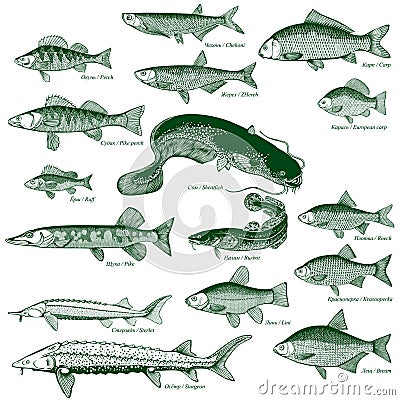 Fish Freshwater Vector 1 | CartoonDealer.com #10265207
