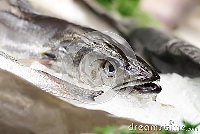 Fish in ice - Stock Image - Everypixel