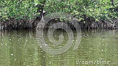Fish Jumping on the Surface of a Pond in a Tropical Forest Stock Video ...