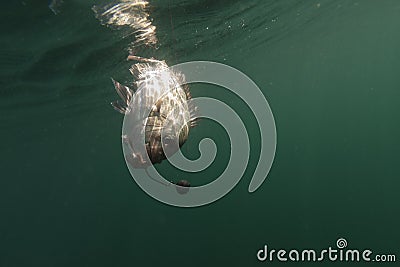 Fish On Line Stock Photography | CartoonDealer.com #29292758