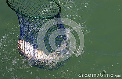 Fish Net Royalty Free Stock Images - Image: 13932679