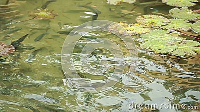 Fish in the Pond 06 stock video. Video of freshwater - 48007295