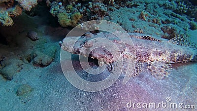 Fish of the Red Sea. Lying on the Bottom Carpet Flathead ...