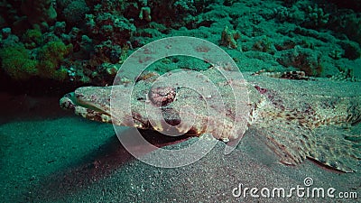 Fish of the Red Sea. Lying on the Bottom Carpet Flathead ...