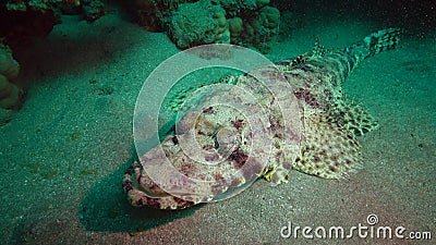 Fish of the Red Sea. Lying on the Bottom Carpet Flathead ...