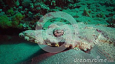 Fish Of The Red Sea. Lying On The Bottom Carpet Flathead ...