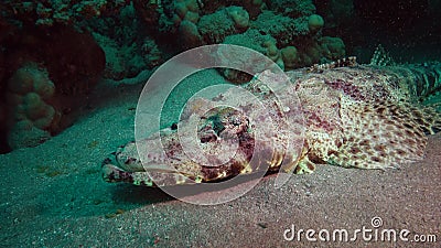 Fish of the Red Sea. Lying on the Bottom Carpet Flathead ...