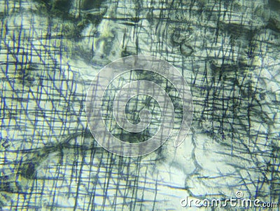 Fish Scales Under The Microscope Stock Photo - Image: 29133670