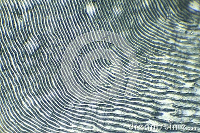 Fish Scales Under The Microscope Royalty Free Stock Photos - Image ...