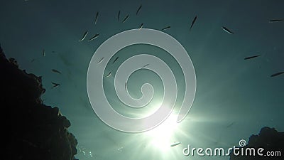 Fish in the Sunlight Underwater View Stock Video - Video of ocean ...