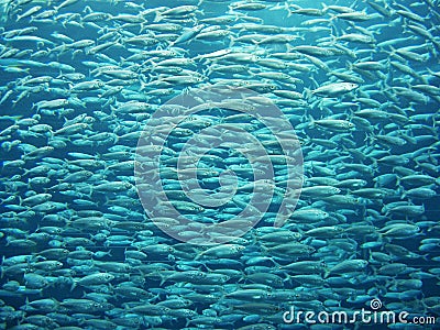 Fish Swarm Royalty Free Stock Photo - Image: 119365