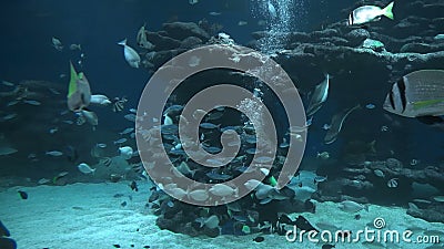 Fish Swim Under Water in Slow Motion Stock Video - Video of coral ...