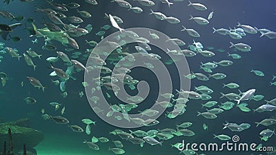 Fish swimming in aquarium stock video. Video of swimmer - 141302963