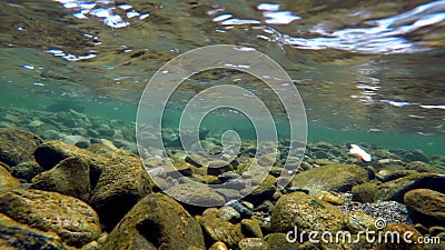Fish Swimming Under Mountain River 4k Stock Footage - Video of nature ...