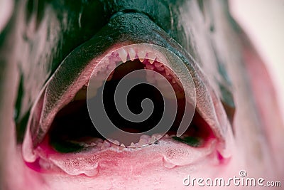 Fish Teeth Stock Image - Image: 5541581