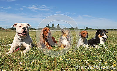 Five Dogs Royalty Free Stock Image - Image: 9914346