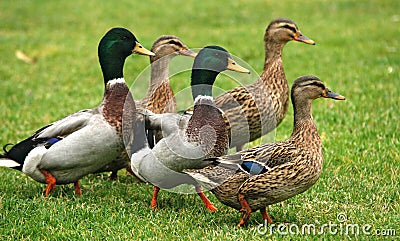 Five Ducks On Green Grass Stock Photography | CartoonDealer.com #20384906