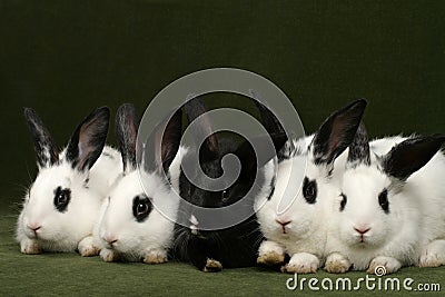 Five Rabbits Stock Photo | CartoonDealer.com #4376160