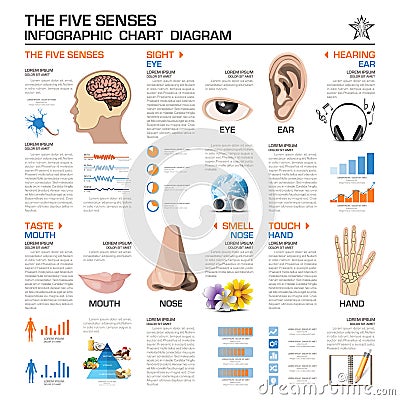 The Five Senses Infographic Chart Diagram Cartoon Vector ...