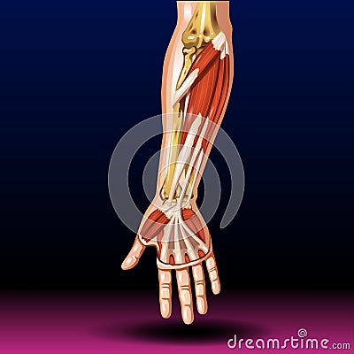 Hand Anatomy - Forearm, Muscles, Structure, Fingers Stock Photo ...