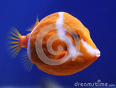 Flame Or White Barred Boxfish Anoplocapros Lenticularis Stock ...