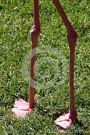 Flamingo's Legs Royalty Free Stock Images - Image: 90579
