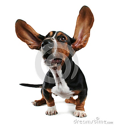 Flapping Ears Stock Image - Image: 6327801