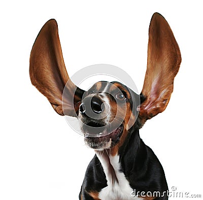 Flapping Ears Stock Photo - Image: 7280460