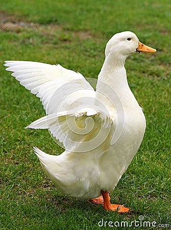 Flapping Wings Stock Images - Image: 458044